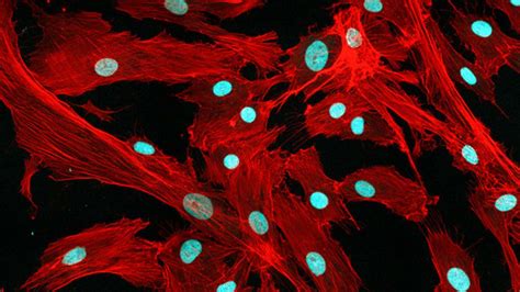 How Stem Cell Supplements Enhance Mesenchymal Stem Cell Therapy Zigna Genix