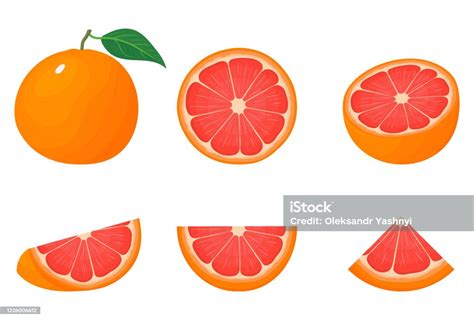 흰색 배경에 고립 된 신선한 전체 절반 잘라 슬라이스 자몽 과일 세트 건강한 라이프 스타일을위한 여름 과일 유기농 과일 만화 스타일입니다 모든 디자인에 대한 벡터 그림입니다