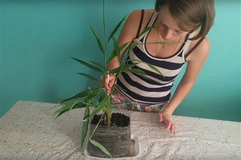 Как вырастить имбирь в домашних условиях на городе и подоконнике