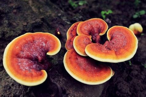 Ciuperca Reishi Ganoderma Lucidum Ce Este Si Ce Beneficii Are