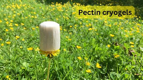 Freeze Casted Pectin Cryogels As A Novel Bio Based Material For Highly Efficient Sound