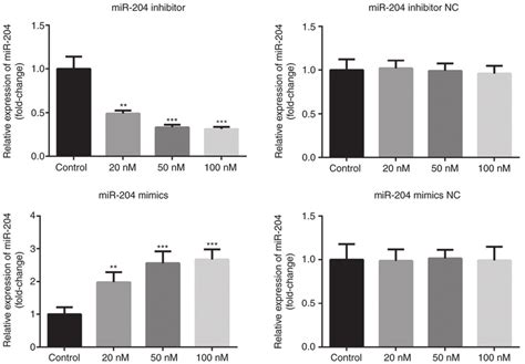 effect of mir 204 mimics or inhibitor on the expression of mir 204 in