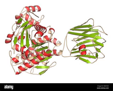 Neuroligin And Neurexin Proteins Complex Formed Between Neuroligin 4