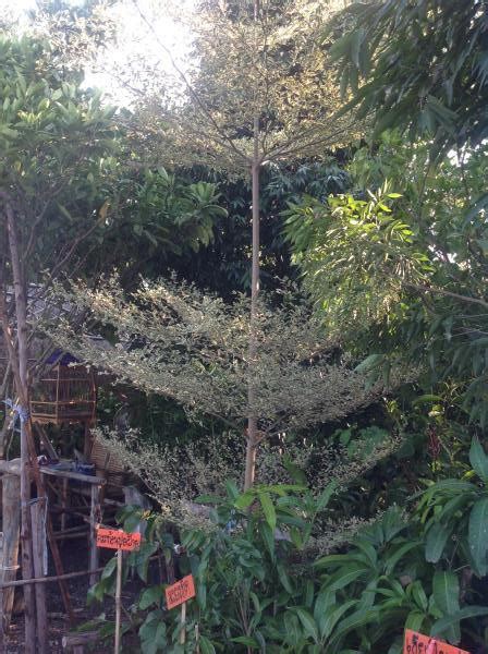หูกระจงด่าง โดยสวนสิริมาพันธุ์ไม้ อ องครักษ์ จ นครนายก รหัสสินค้า 197148