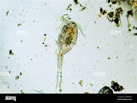 Copepod Cyclops Is Small Crustacean Found In Freshwater Pond