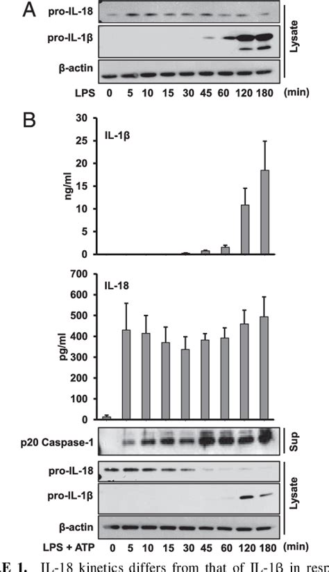 Figure 1 From Inflammasome Priming By Lipopolysaccharide Is Dependent