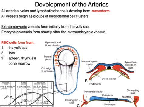 9 Vasculature Development Flashcards Quizlet