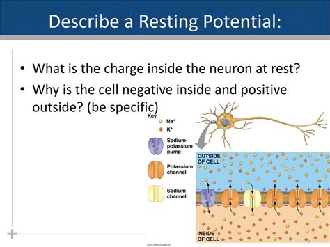 Ppt Nervous System Part Ii How A Neuron Works Powerpoint Presentation Id 6301928