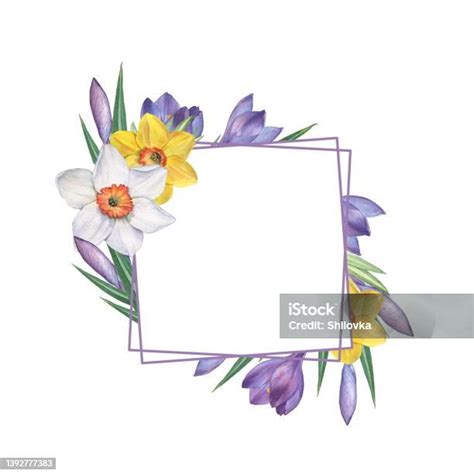 크로커스와 나르시소스 3 수채화 꽃 프레임 수채화 그림 손으로 그리기 흰색에 고립 됨 0명에 대한 스톡 벡터 아트 및 기타 이미지 Istock