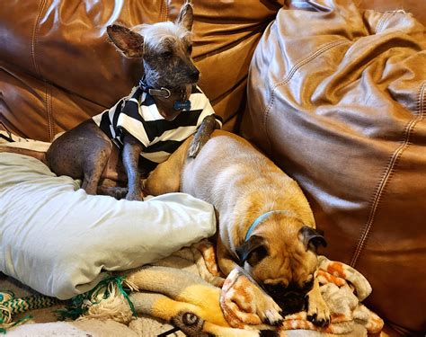 That Chug Pillow Rchugs