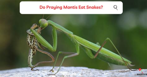 What Do Praying Mantis Eat A Detailed Guide Bugstips