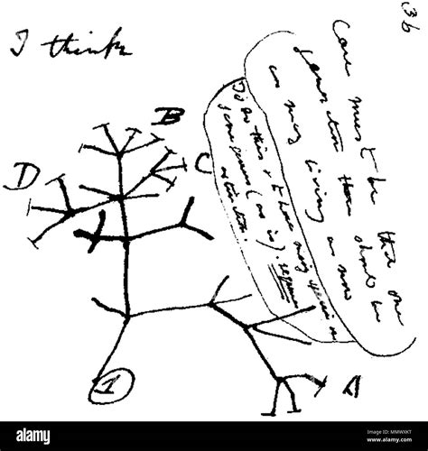 Evolution Tree Mammals