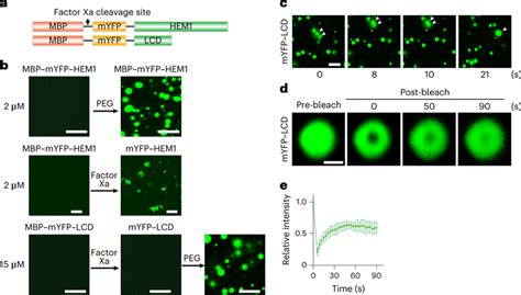 In Vitro Phase Separation Behaviours Of Hem1 A Schematic Of Fusion