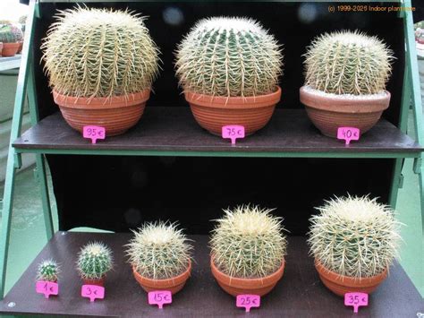 Echinocactus Grusonii 2