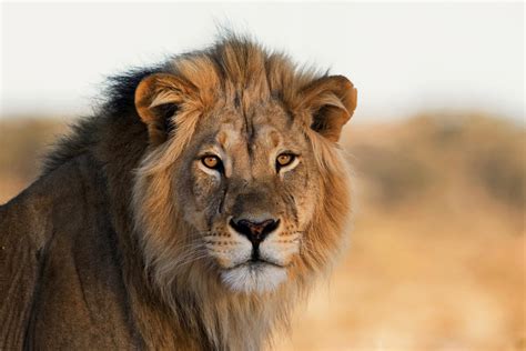 810「世界獅子日」 昔日王者已成瀕危弱者 獅子悲歌正在草原上演