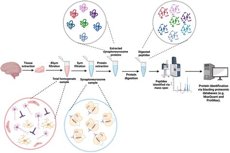 Frontiers Bringing Synapses Into Focus Recent Advances In Synaptic