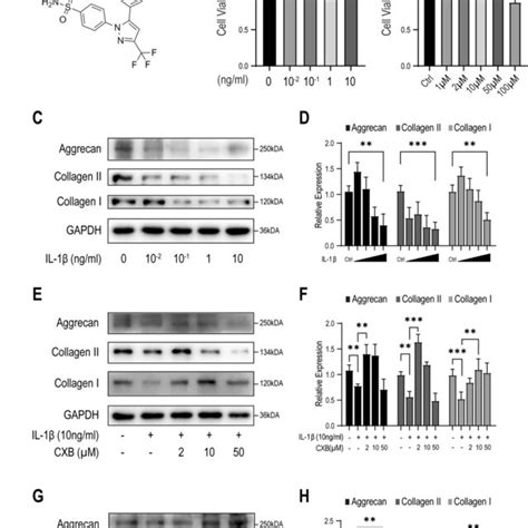 Il 1β Inhibited Ecm Synthesis And Was Restored By Cxb In A Dose And