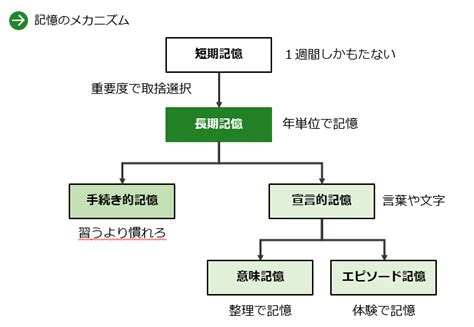 学習したことを確実に覚えるための記憶術 人事コンサルティングの株式会社ピース