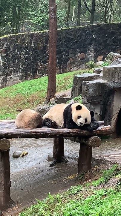 大熊猫潘旺，从小就野培，后又引种，小小年纪很勇敢，据说现在的崽就是野外引种来的，母猫可真不容易！ 大熊猫 Panda Cute 来这吸熊猫熊猫宝宝 熊猫宝宝 Youtube