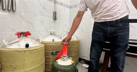 4 Artificial Insemination Cattle B 香港小母牛