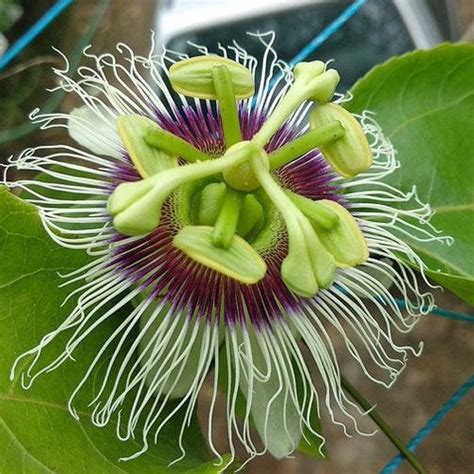 Passiflora Bryonioides Cupped Passion Flower 10 Seeds Etsy