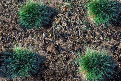 How To Grow And Care For Blue Fescue Grass