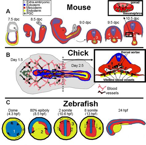 Gonad Morphogenesis In Vertebrates Divergent Means To A Convergent End Abstract Europe PMC