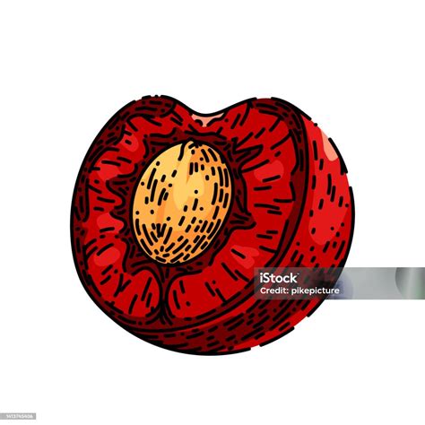 Vektor Sketsa Lubang Ceri Yang Digambar Dengan Tangan Ilustrasi Stok