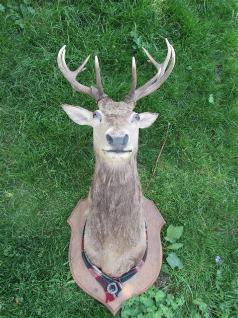 Royal Stag 12 Pointer Scottish Red Deer Legra Antiques