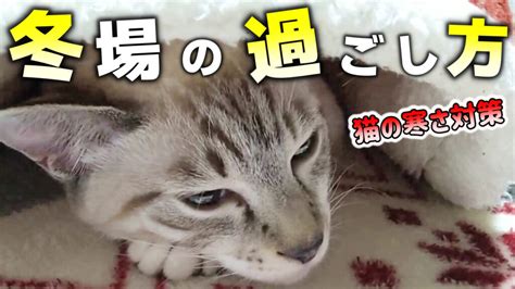 飼い方次第で寿命が延びる！猫に長生きしてもらう10の方法 かれんともみじの「快適猫暮らし」