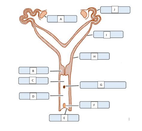 Canine Female Genitalia Study Guide Flashcards Quizlet
