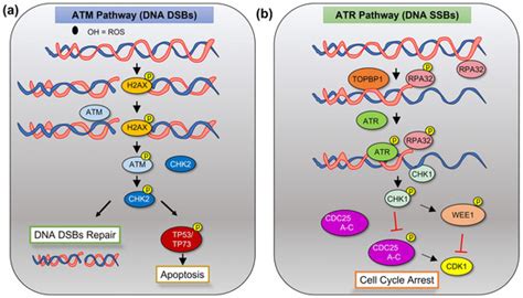 Cancers Free Full Text Understanding DNA Damage Response And DNA