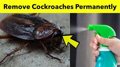 5 Natural Ways To Get Rid Of Cockroaches Permanently How To Get Rid