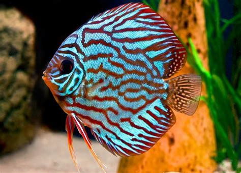 Discus Fish For Sale Discus Fish Aquarium