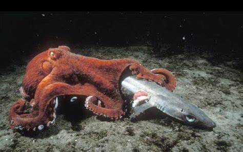 Giant Pacific Octopus Eating