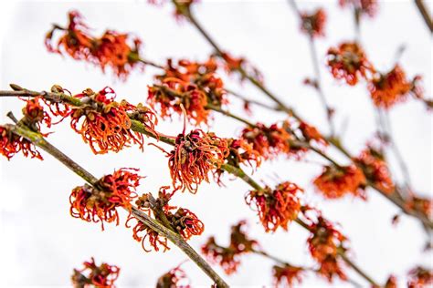 Zaubernuss Ruby Glow Hamamelis Intermedia Ruby Glow Günstig Kaufen