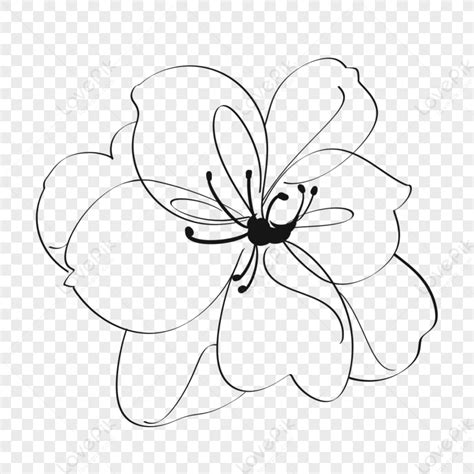 재스민 블랙 일러스트 라인 꽃 추상 회화 일러스트잎검은요약 Png 일러스트 무료 다운로드 Lovepik