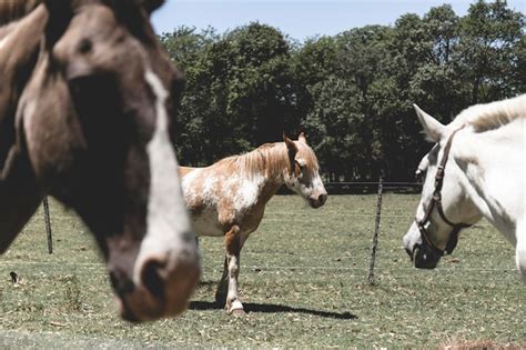 Premium Photo Los Hermanos
