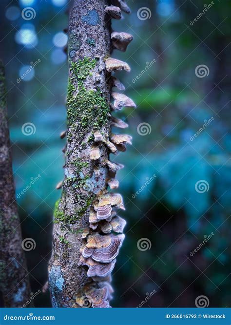 Closeup View Of Fungus Growing On A Tree Branch Stock Photo Image Of Edible Fungus 266016792