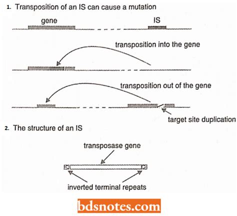 Plasmids Is Elements Transposons Notes Bds Notes