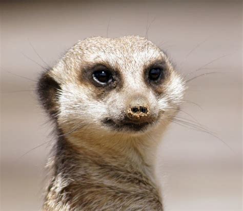 Meerkat Smiling Stock Image Image Of Market Suricatta 22402933