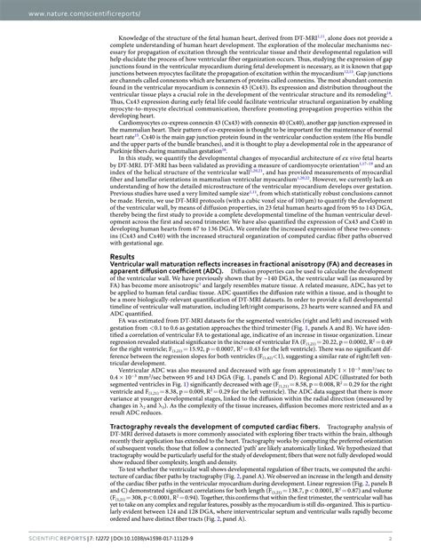 Solution Ventricular Myocardium Development And The Role Of Connexins