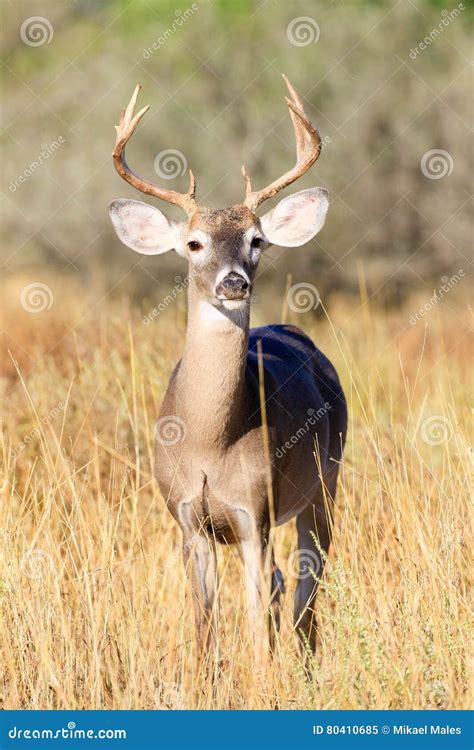 Young Buck During Rut Stock Image Image Of Prowl Deer 80410685