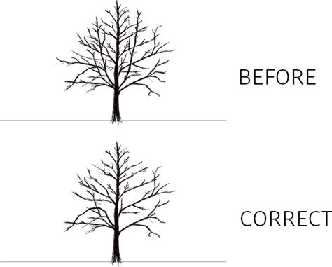 Russell Tree Experts — Pruning Guide