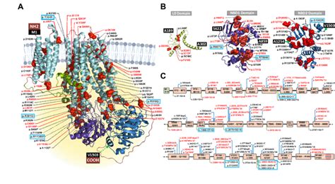 Abcc6 Geneprotein Structure And Sequence Variants Found In This Study