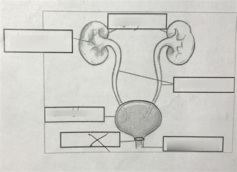 Urinary System Diagram Quizlet