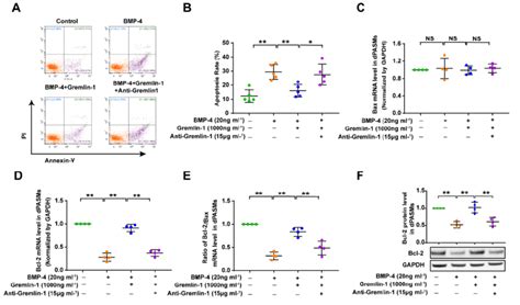 Figure S4 Gremlin 1 Blocks The Pro Apoptotic Effects Of Bmp4 On