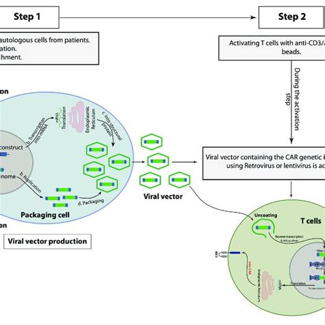 Chimeric Antigen Receptor Car Structure And Generations A