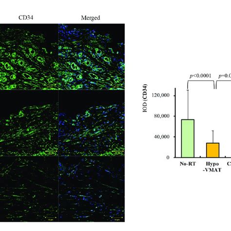 Expression Of Cd34 Immunofluorescence Of Cd34 In The Three Groups