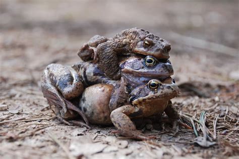Croak It Female Frogs Fake Death To Avoid Sex With Unappealing Males